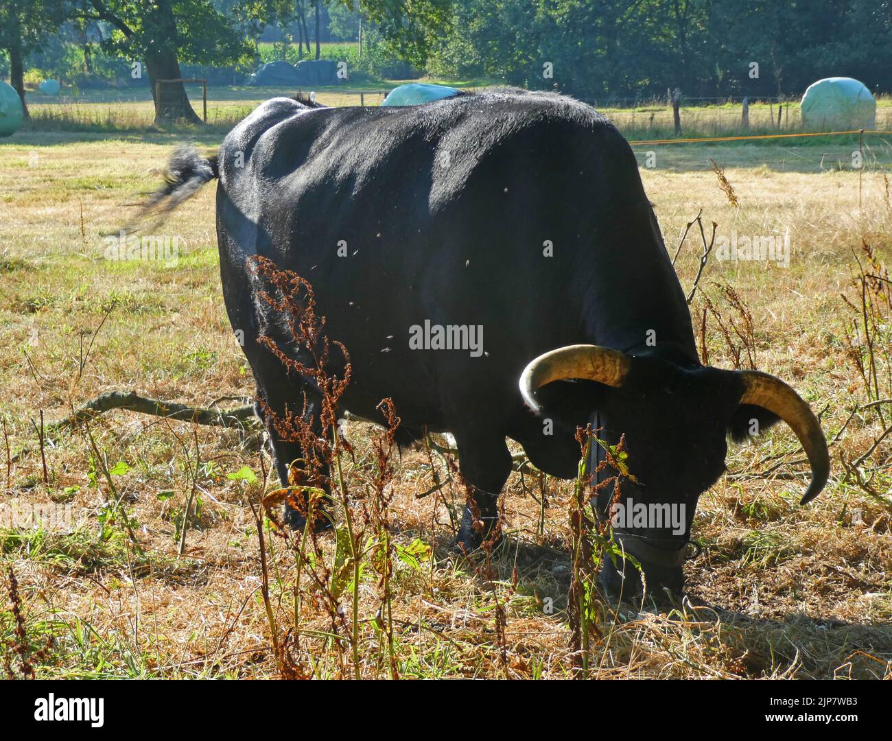 Dexter cow grazing on a German meadow. The grass is yellow. 2022 is a ...