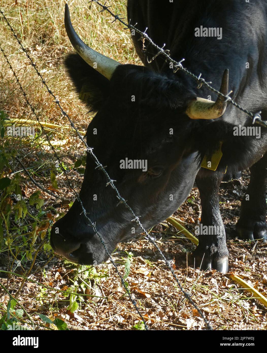 Head of a black dexter cow trying to get something to eat on the other ...