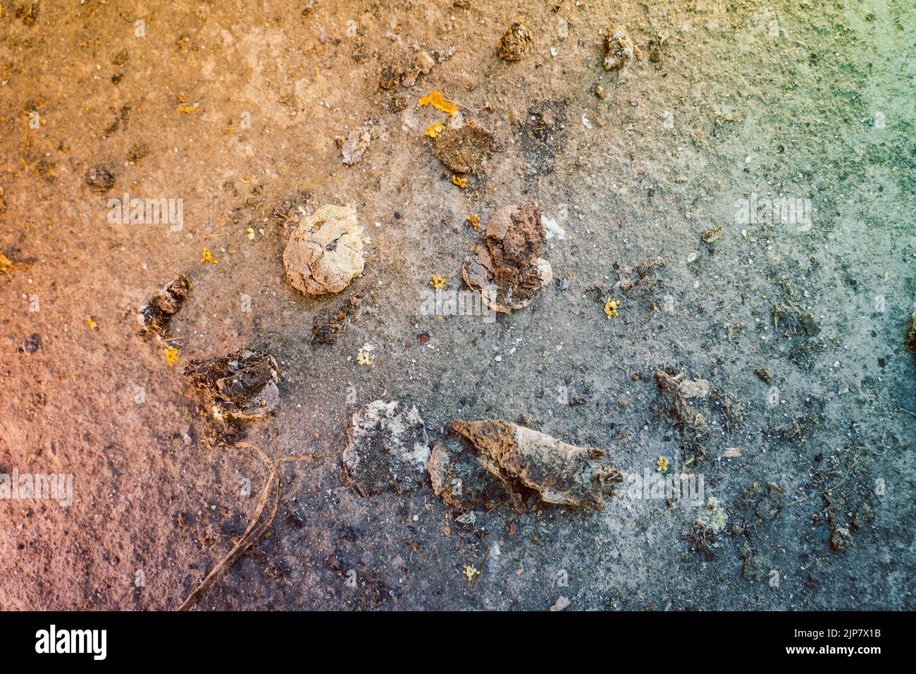 Color saturated photograph of chicken manure on the floor, top view ...