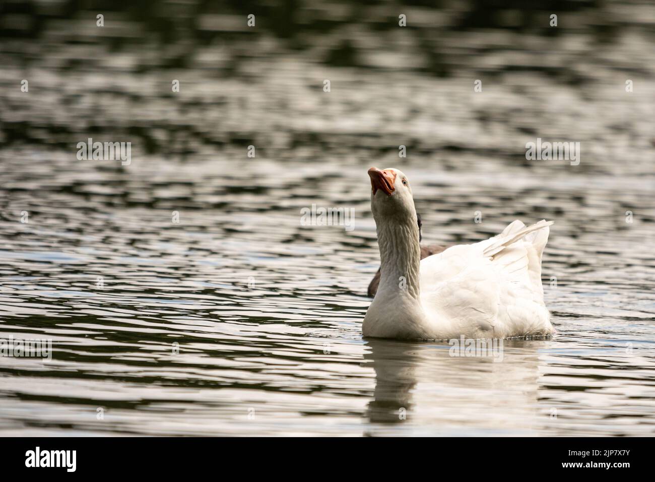 A domestic white goose peacefully swimming in the pond with its head up ...