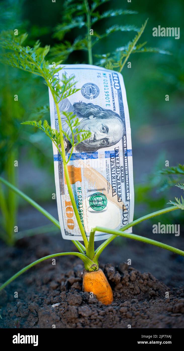 Close-up of a young carrot growing in the soil in a garden bed against ...