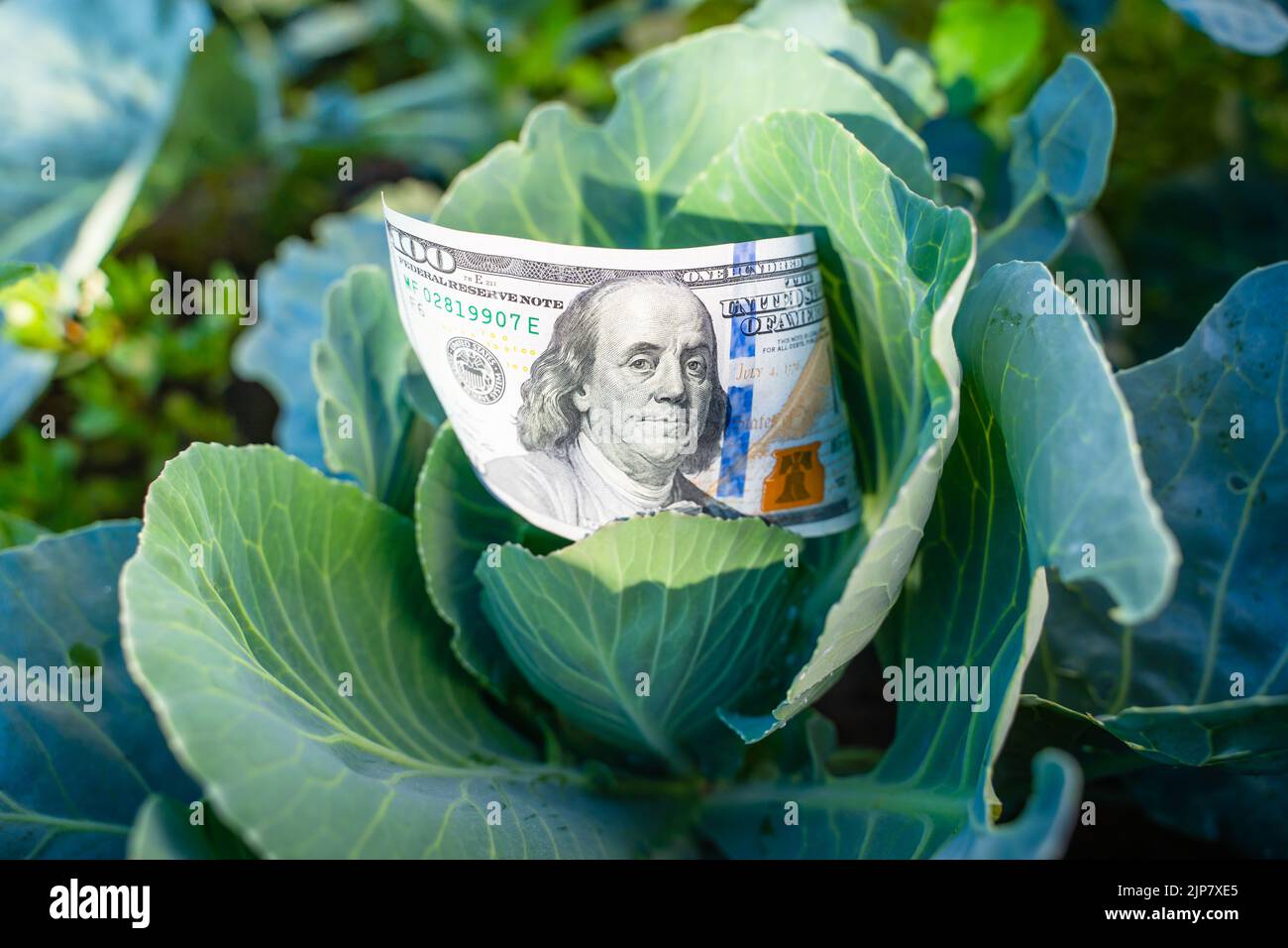 Plantation with growing white cabbage close-up with hundred dollar bill ...