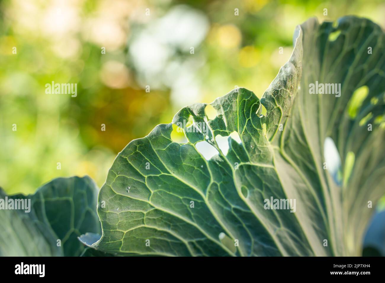 A leaf of a growing white cabbage is infested with whiteflies close-up ...