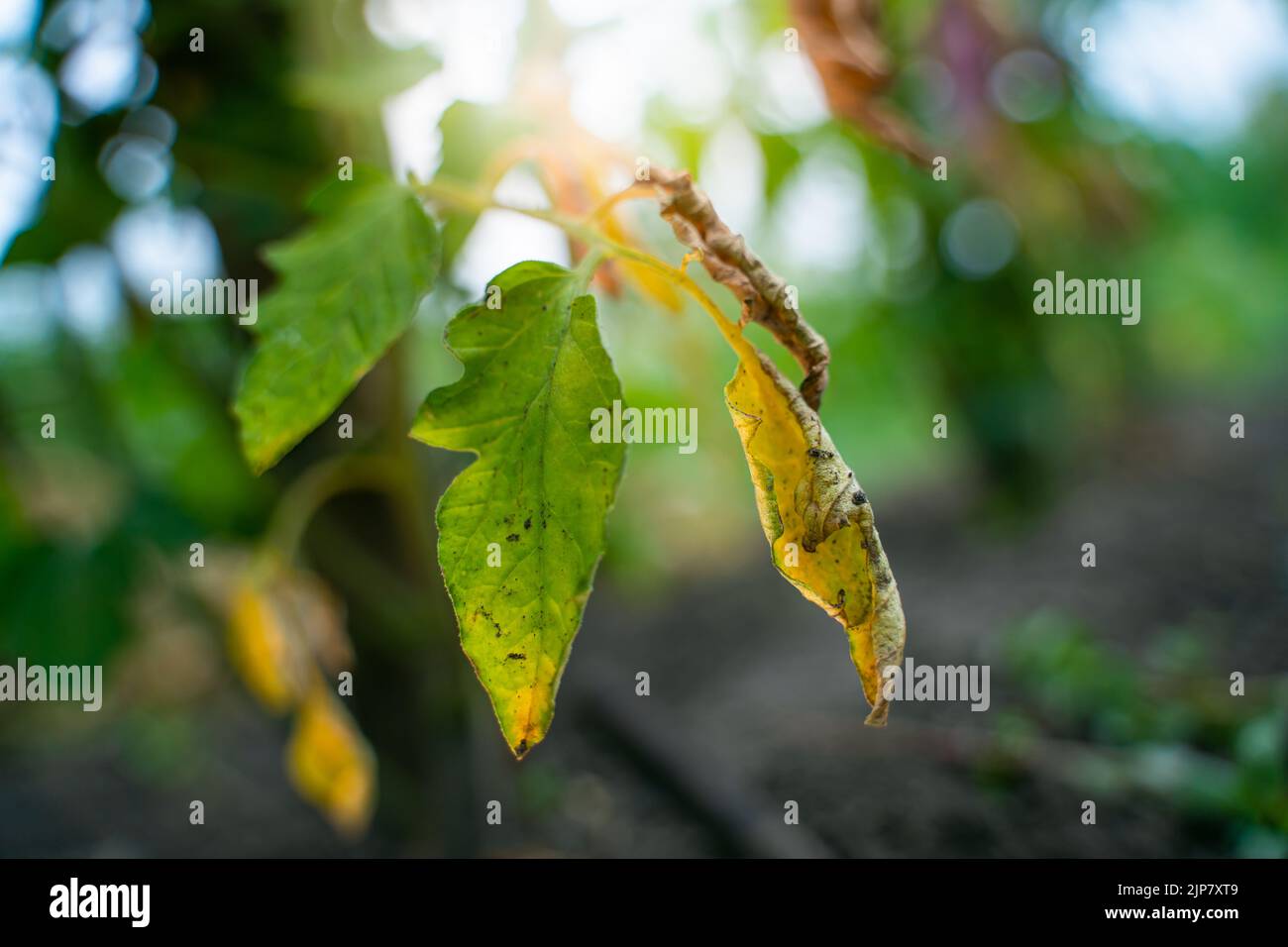 The leaves of a growing tomato are infected with phytophthora close-up ...