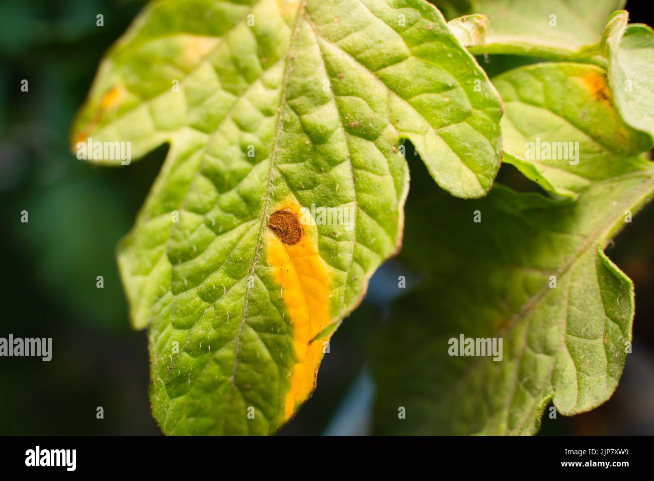 The leaves of a growing tomato are infected with phytophthora close-up ...