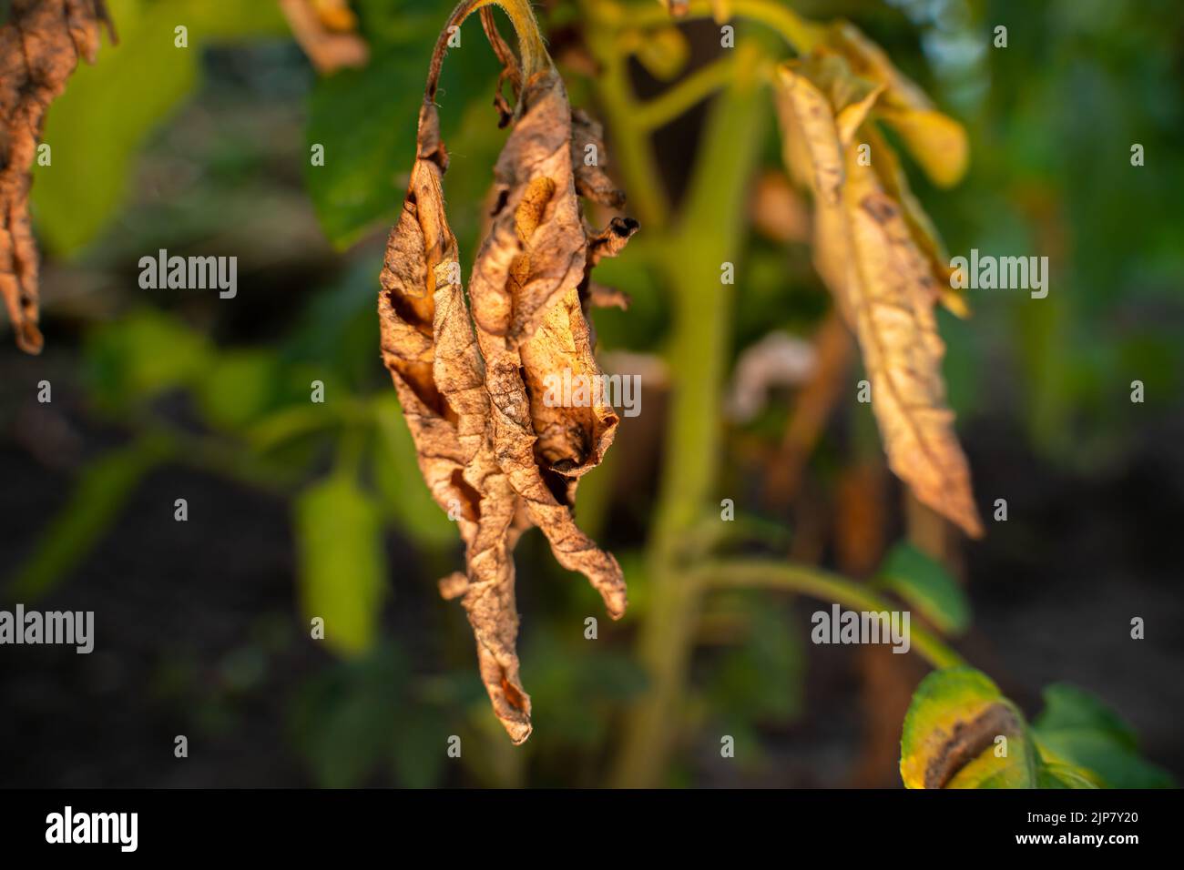 The leaves of a growing tomato are infected with phytophthora close-up ...