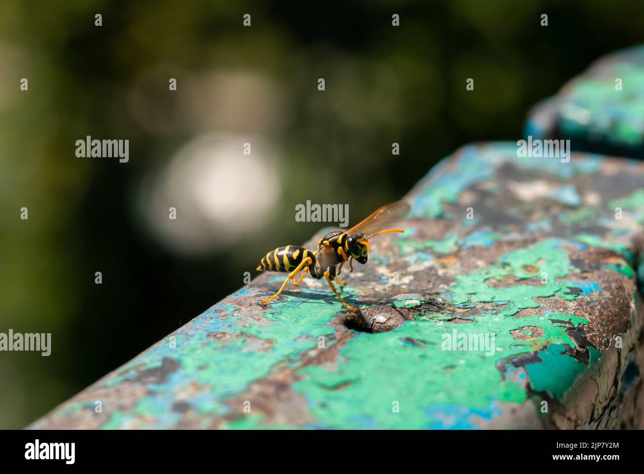 Wasp close-up. Yellow pattern on the black body of the wasp. Blurred ...