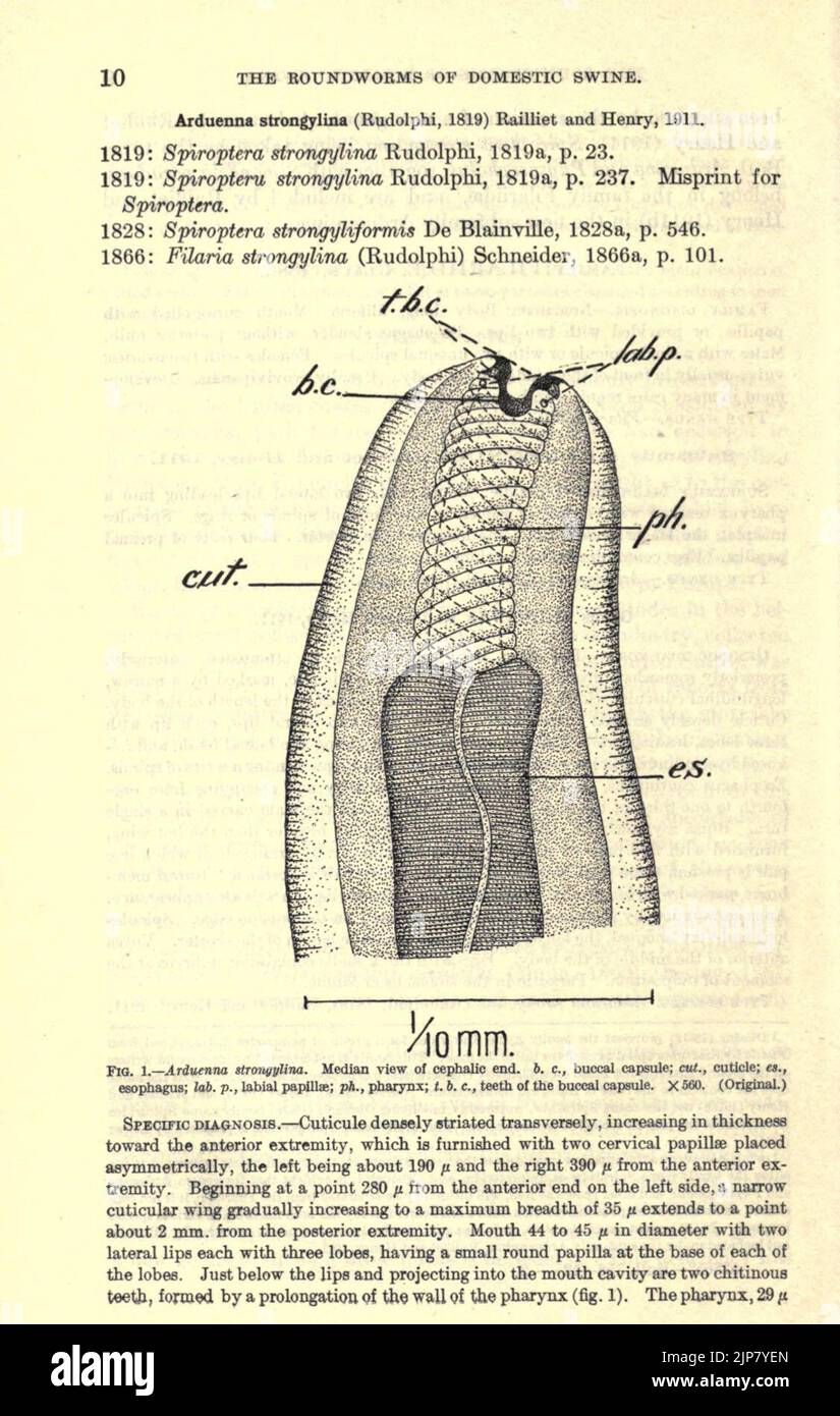 Domestic swine hi-res stock photography and images - Alamy