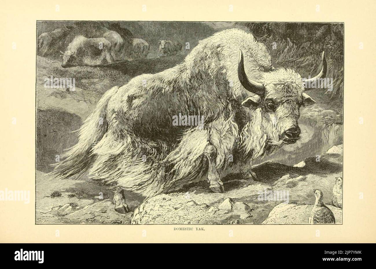 The royal natural history (Page 184) (6103907460 Stock Photo - Alamy