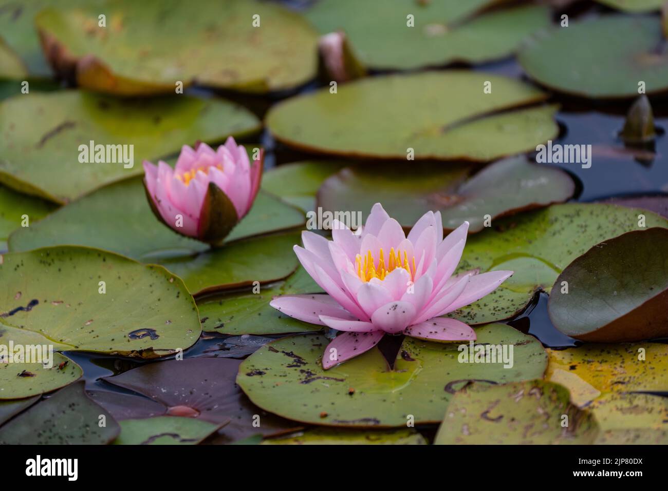 beautiful vivid water lily in a pond Stock Photo - Alamy