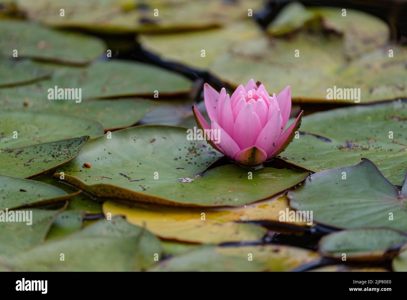 beautiful vivid water lily in a pond Stock Photo - Alamy