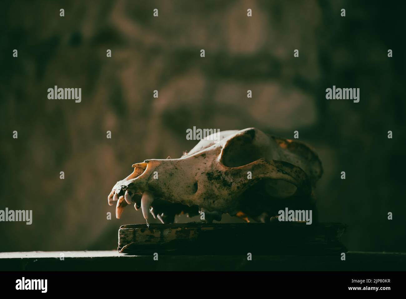 Skull of a dog in mysterious, foggy light. Spooky, horror wallpaper for ...