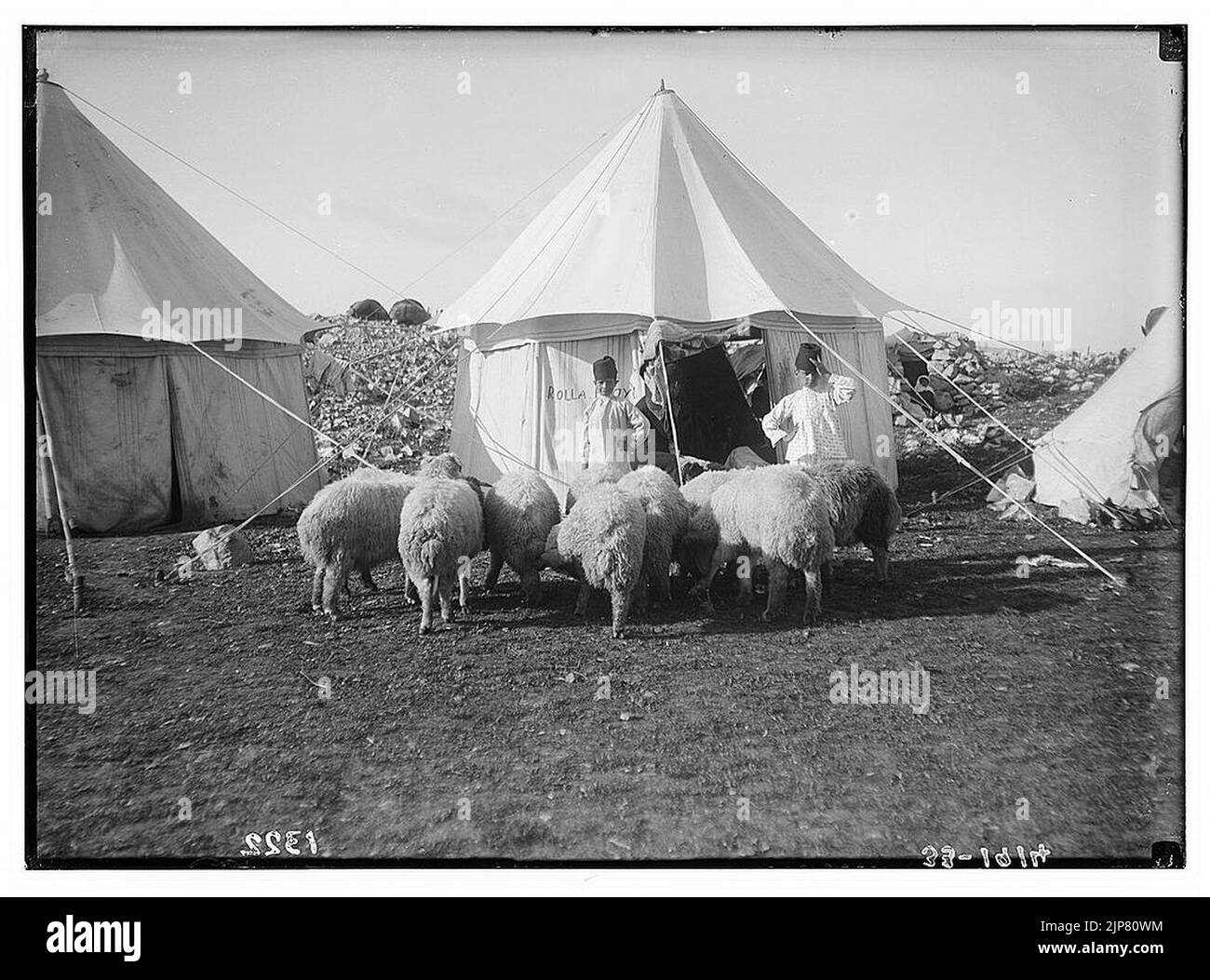 The Samaritan Passover on Mt. Gerizim. Sheep for the sacrifice Stock ...