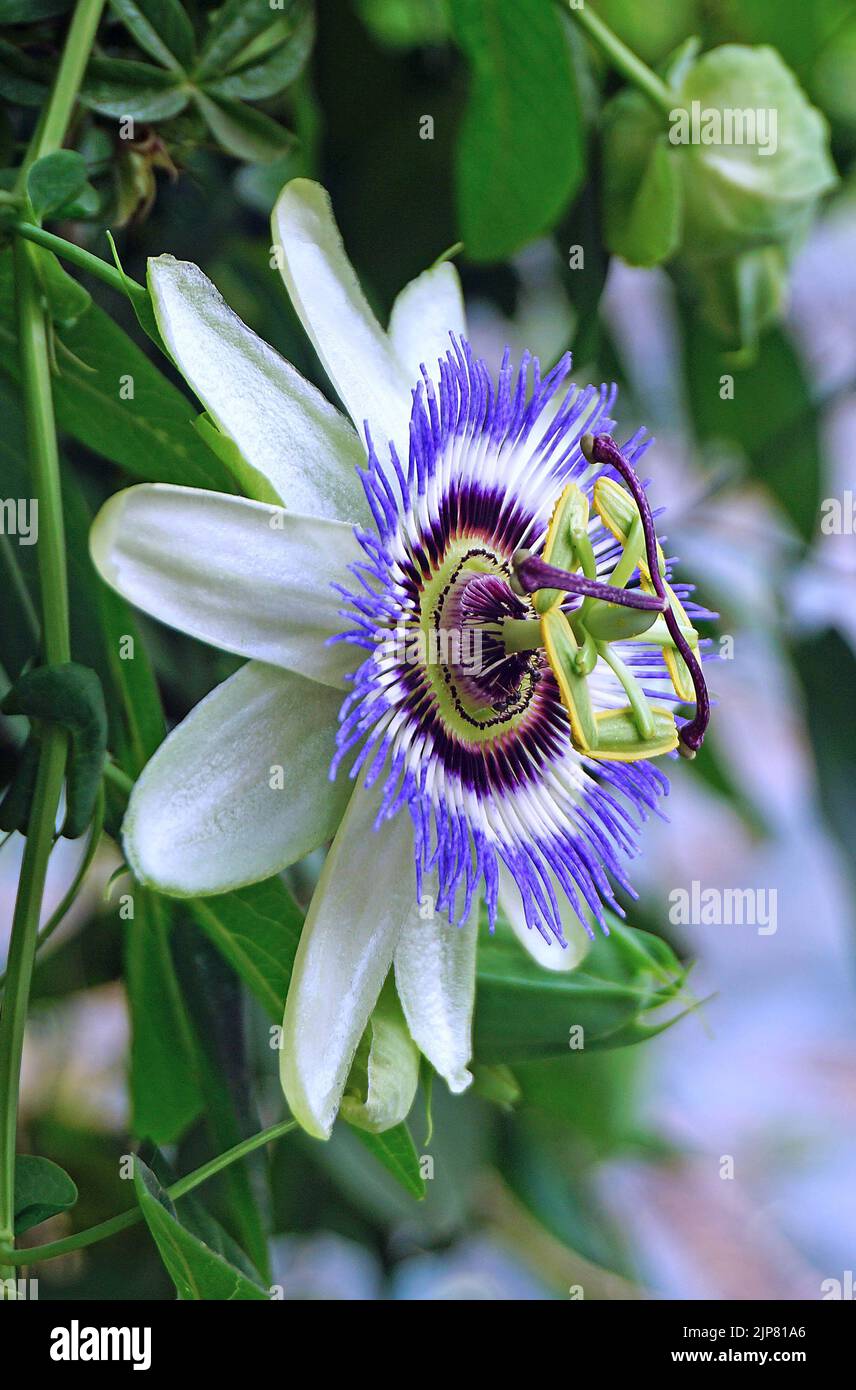 Passion flower;flowering plant in the genus of Passiflora Stock Photo ...