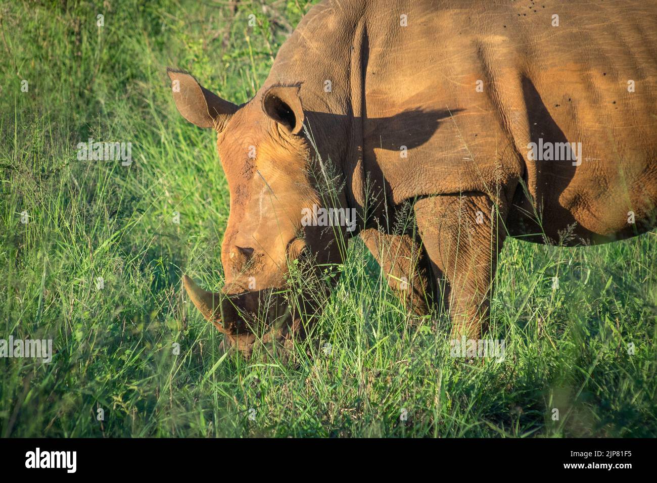 A beautiful shot of wild rhino grazing on green, fresh meadow in South ...
