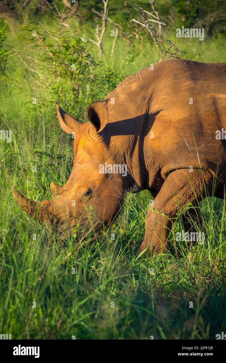 A beautiful shot of wild rhino grazing on green, fresh meadow in South ...