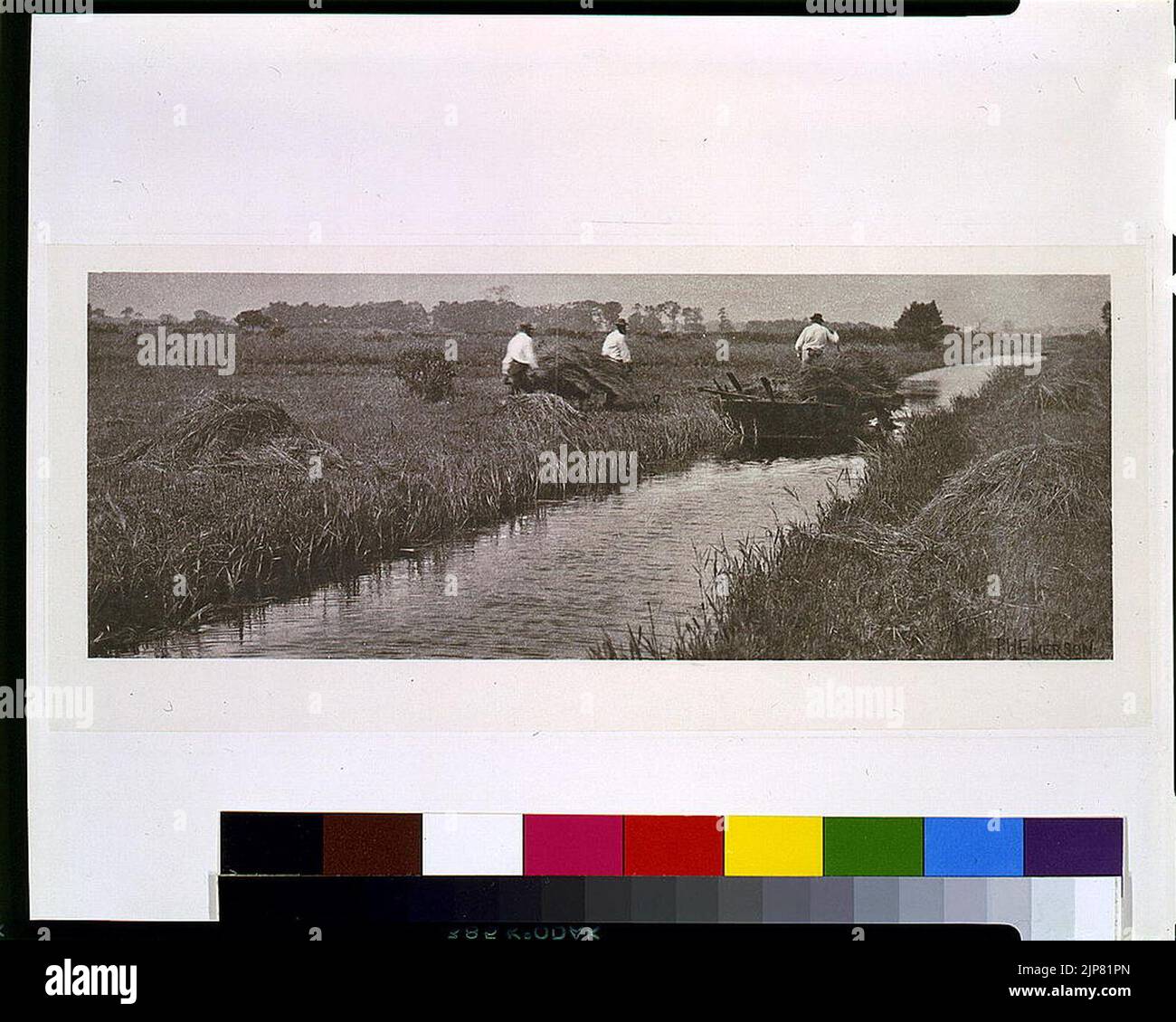 The sedge harvest - P.H. Emerson Stock Photo - Alamy