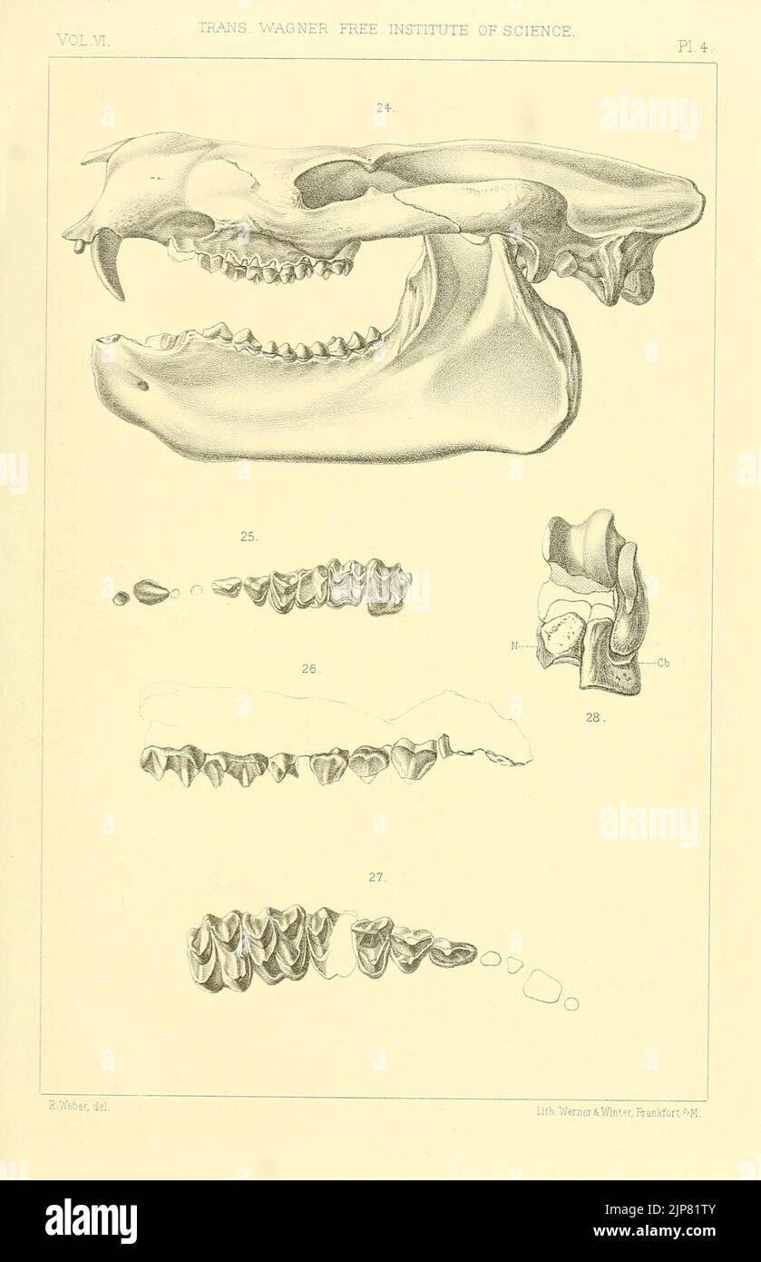 The selenodont artiodactyls of the Uinta Eocene (Plate IV Stock Photo ...