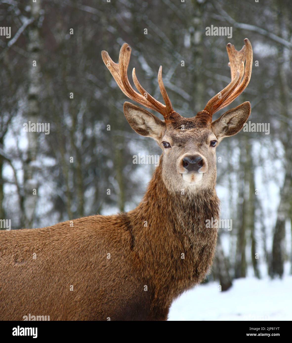 Rothirsch / Red deer / Cervus elaphus Stock Photo - Alamy