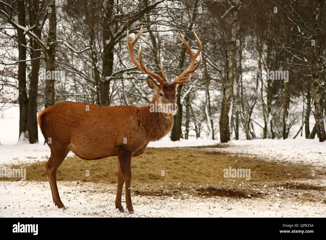 Rothirsch / Red deer / Cervus elaphus Stock Photo - Alamy