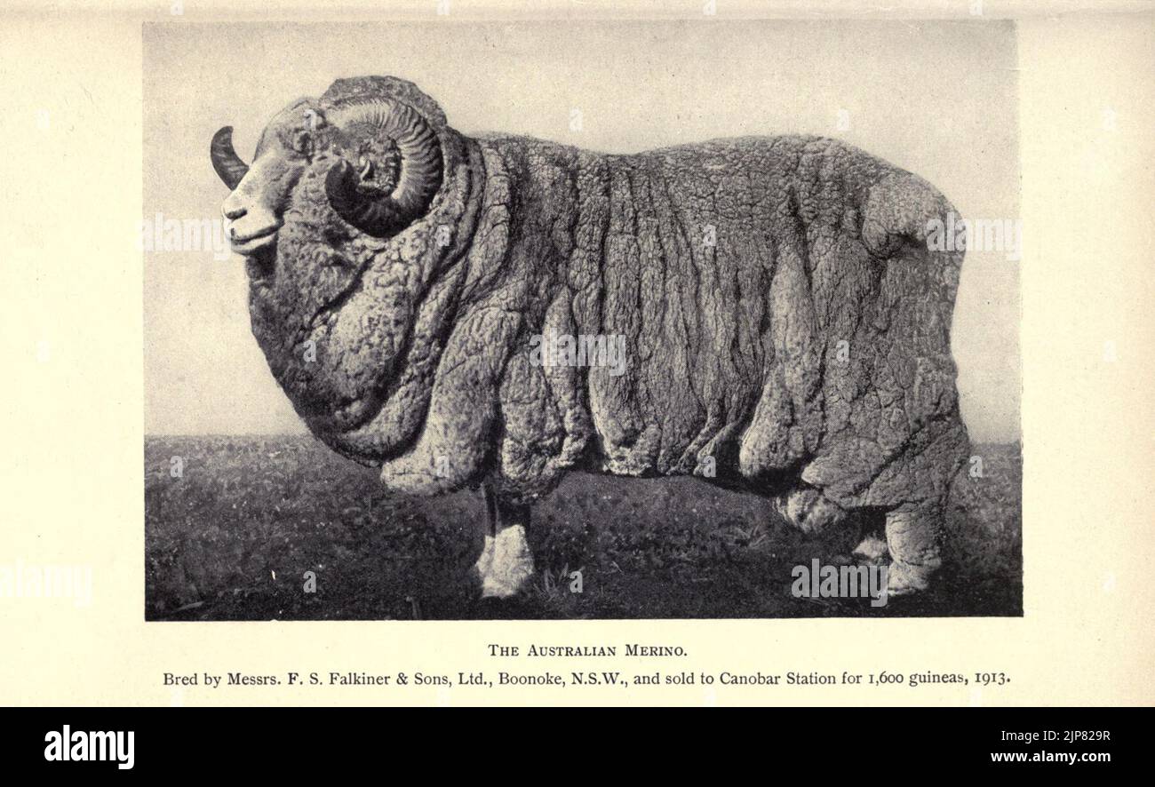 The sheep and wool industry of Australasia (Page 9 Stock Photo - Alamy