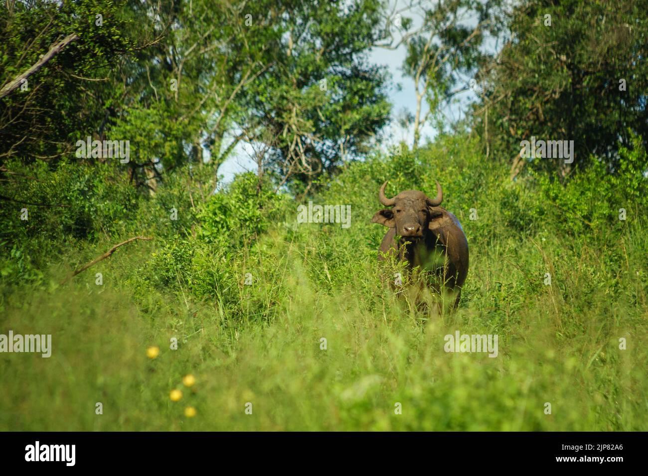 Large african wild cattle hi-res stock photography and images - Alamy
