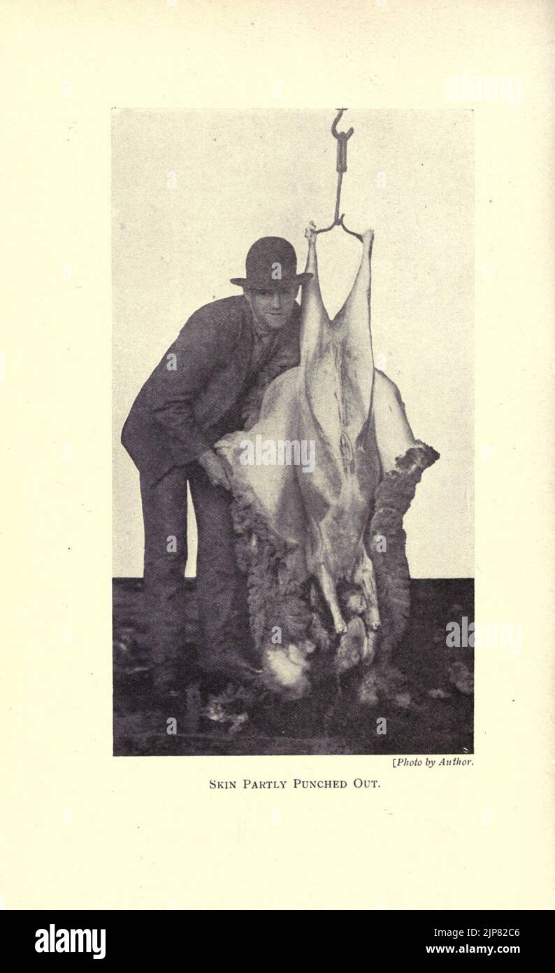 The sheep and wool industry of Australasia (Page 178 Stock Photo - Alamy