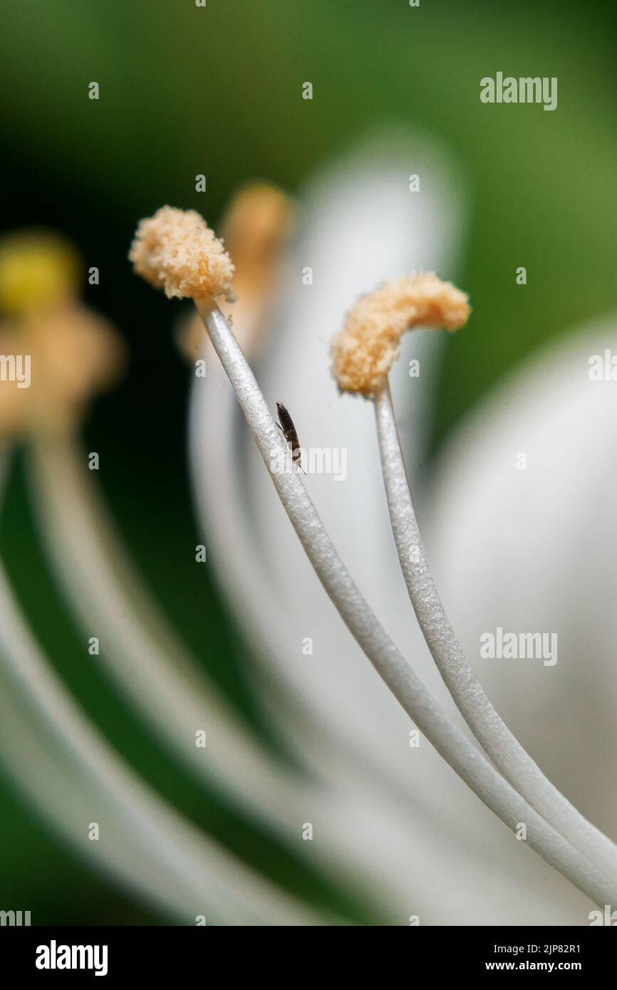 Vertical filaments hi-res stock photography and images - Alamy