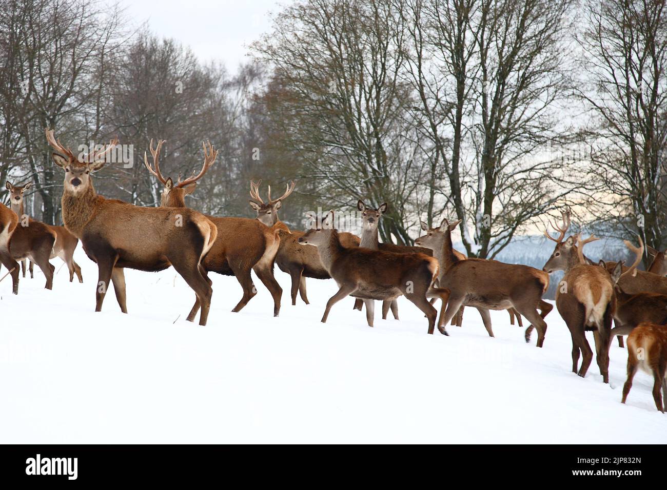 Rothirsch / Red deer / Cervus elaphus Stock Photo - Alamy