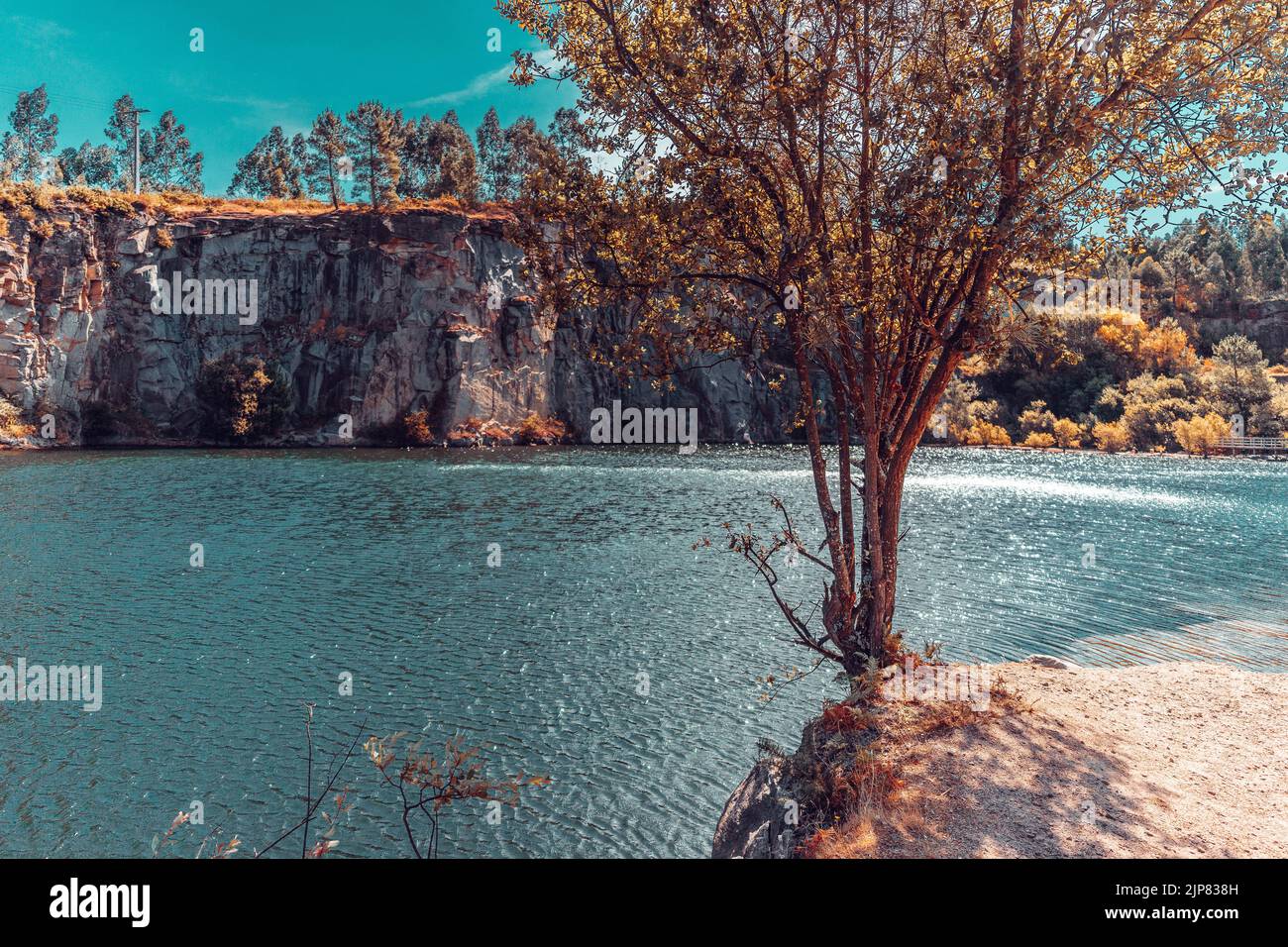 Tree growing on the edge of a flooded quarry with an infrared filter ...