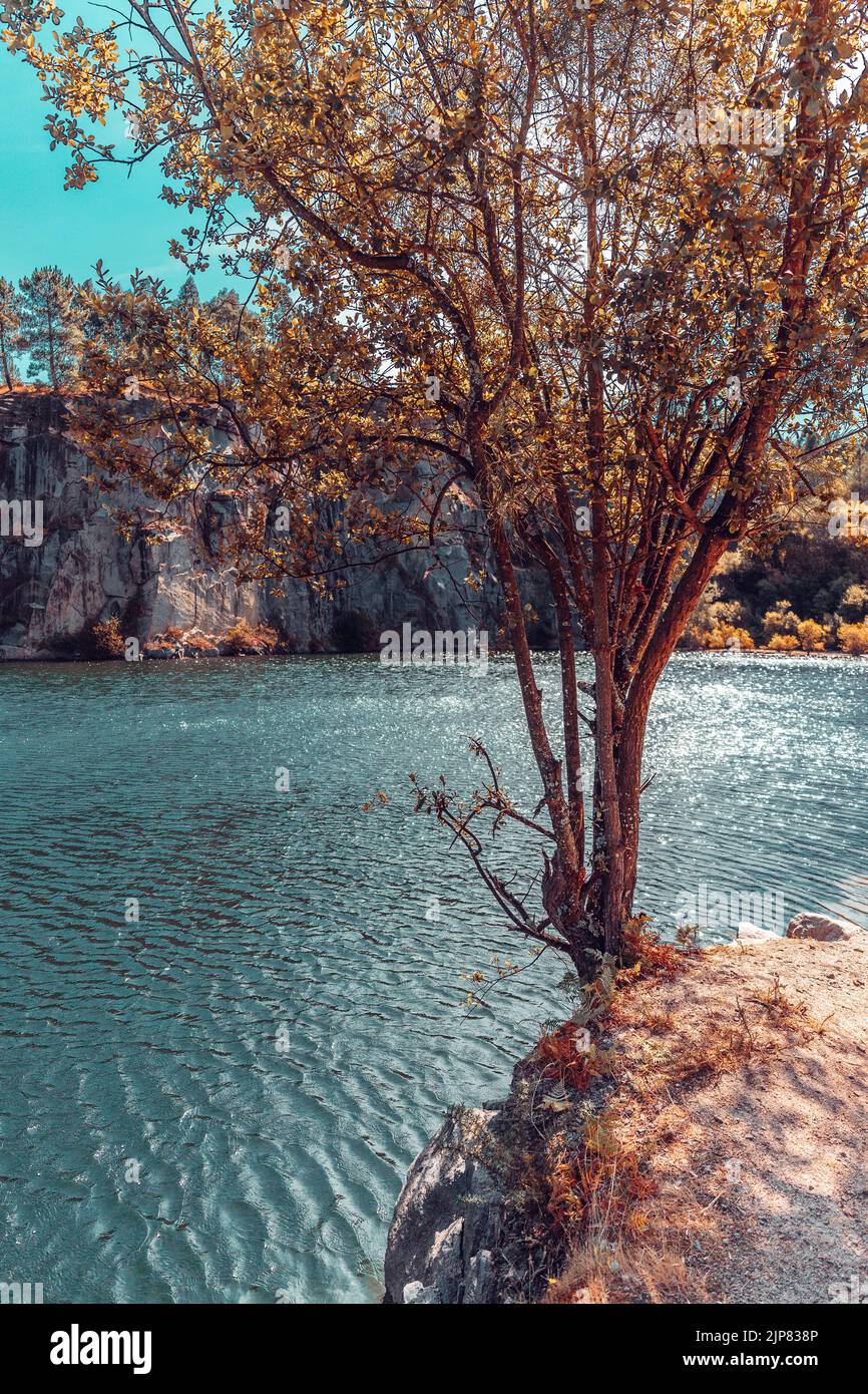 Tree growing on the edge of a flooded quarry with an infrared filter ...