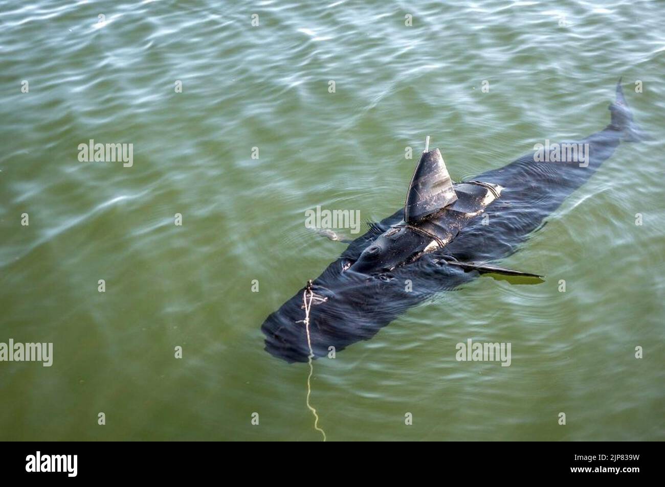 The Silent Nemo in sea Stock Photo - Alamy
