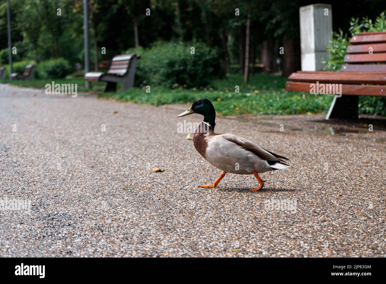 The view of a mallard crossing the pathway of the park Stock Photo - Alamy