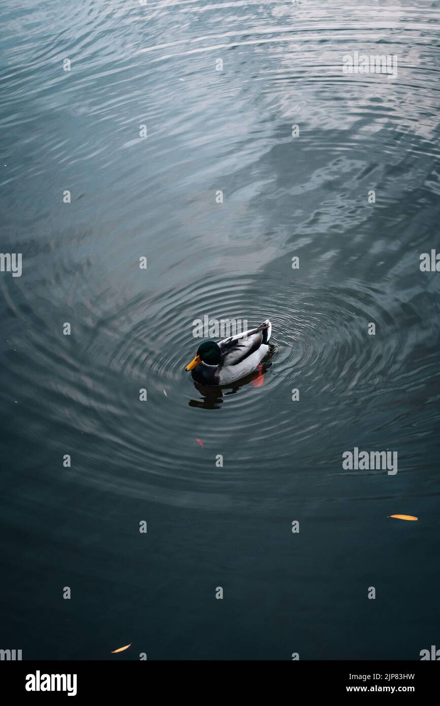 The vertical top view of a mallard swimming in the water Stock Photo ...