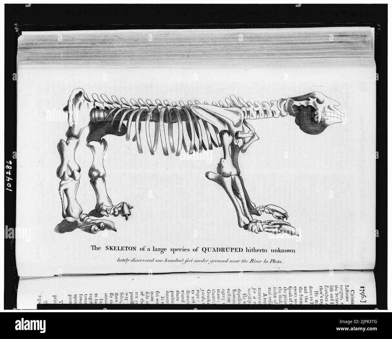 The Skeleton of a large species of quadruped hitherto unknown lately ...