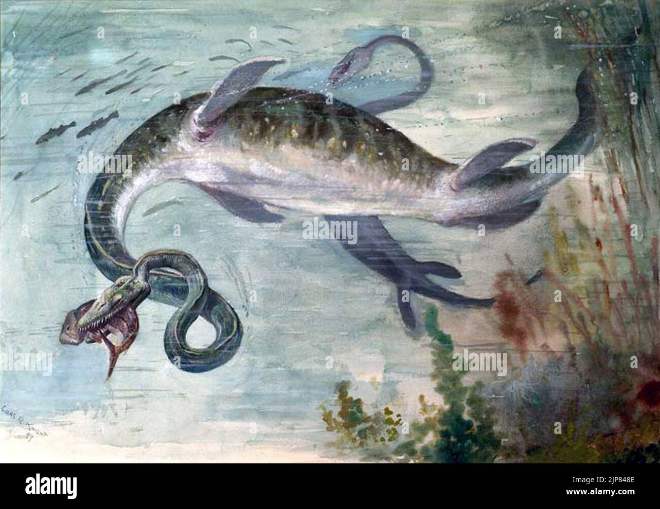 The Snake-necked Elasmosaurus Stock Photo - Alamy