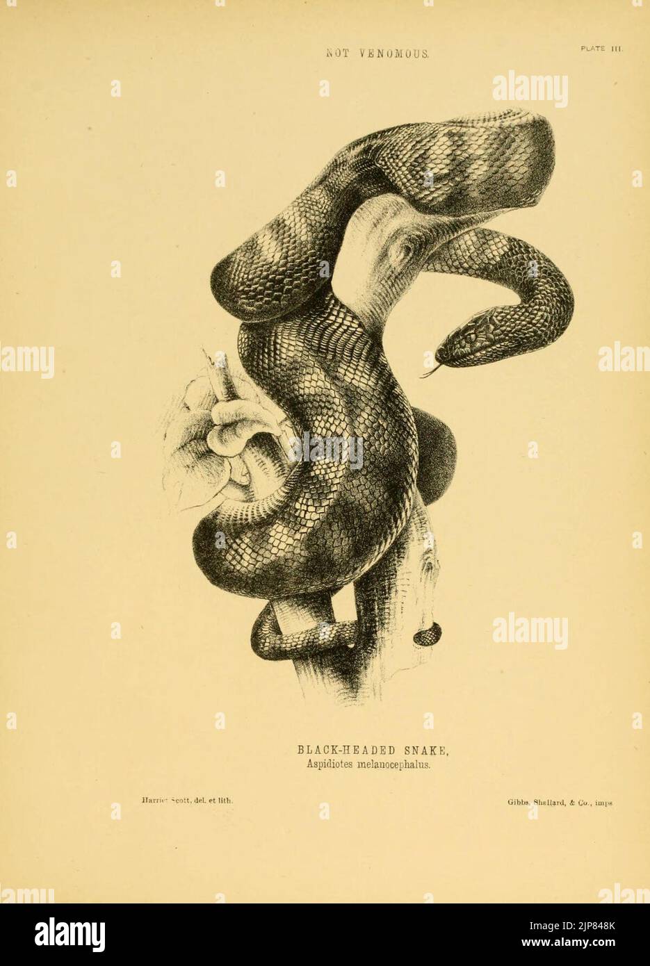 The snakes of Australia (Plate III Stock Photo - Alamy