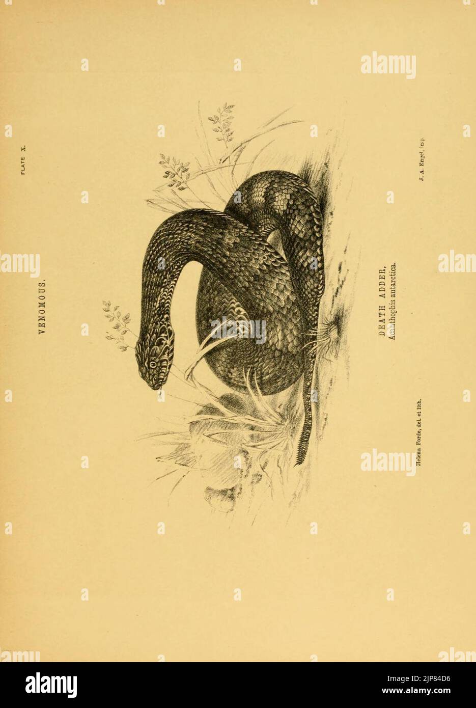 The snakes of Australia (Plate X Stock Photo - Alamy