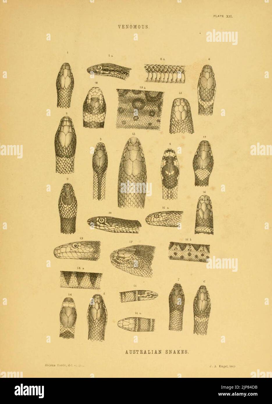 The snakes of Australia (Plate XII) (5981600173 Stock Photo - Alamy