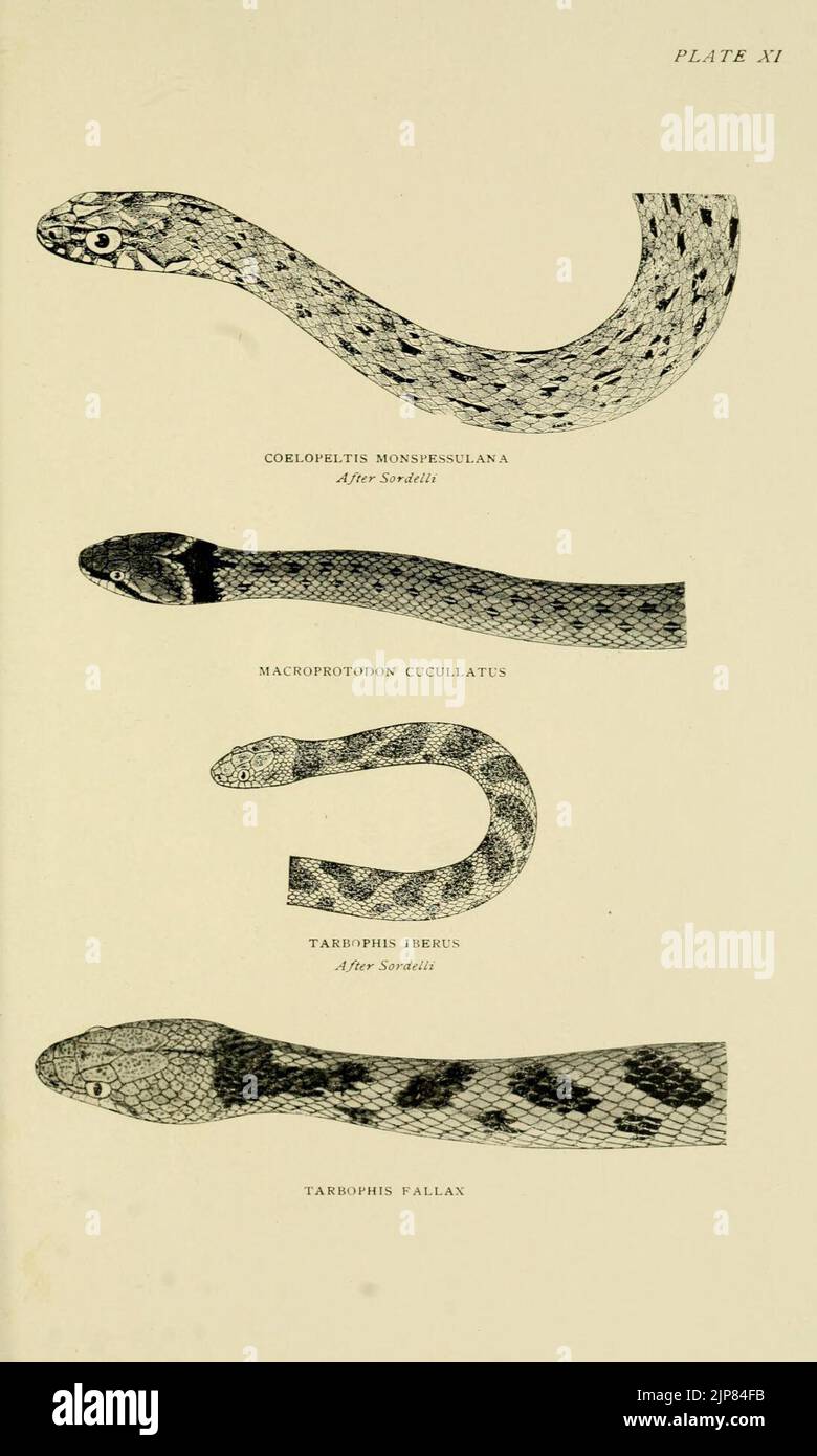 The snakes of Europe Stock Photo - Alamy