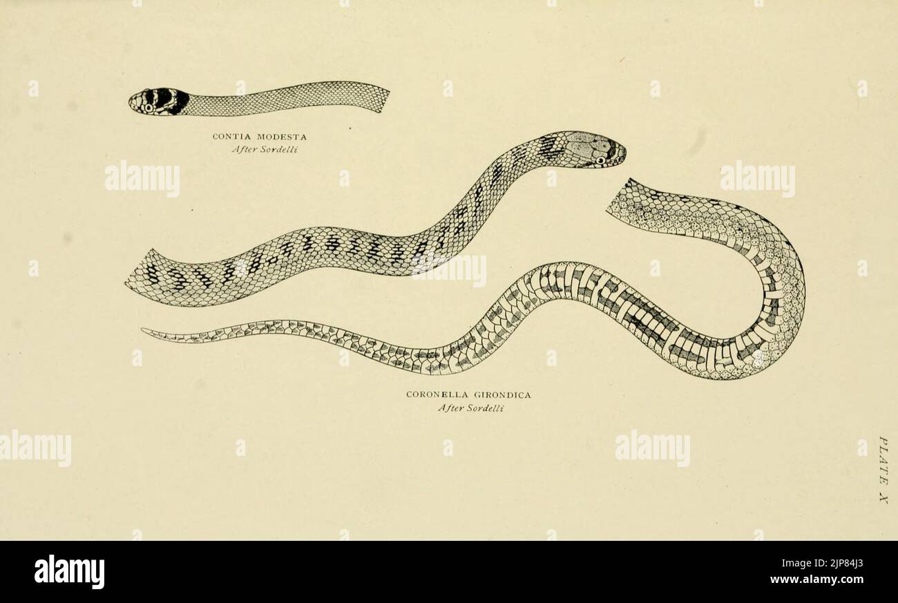 The snakes of Europe Stock Photo - Alamy