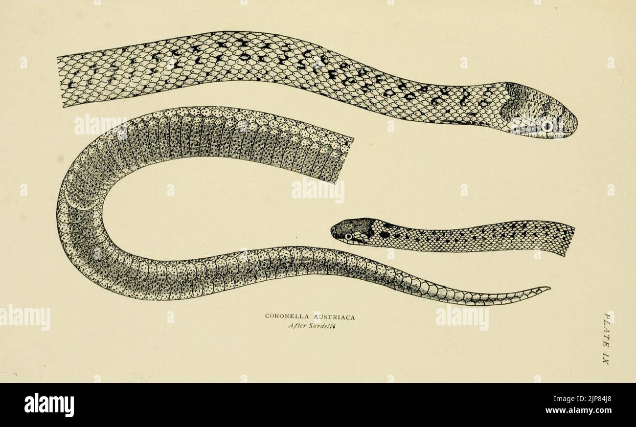 The snakes of Europe Stock Photo - Alamy