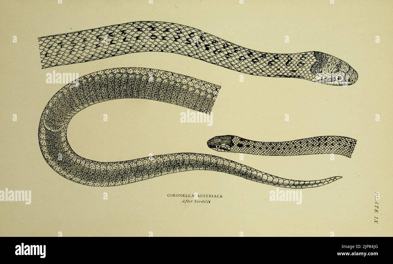 The snakes of Europe Stock Photo - Alamy