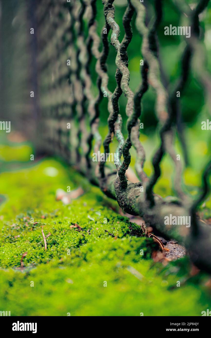The vertical close-up view of a metal fence barrier mesh on the grass ...