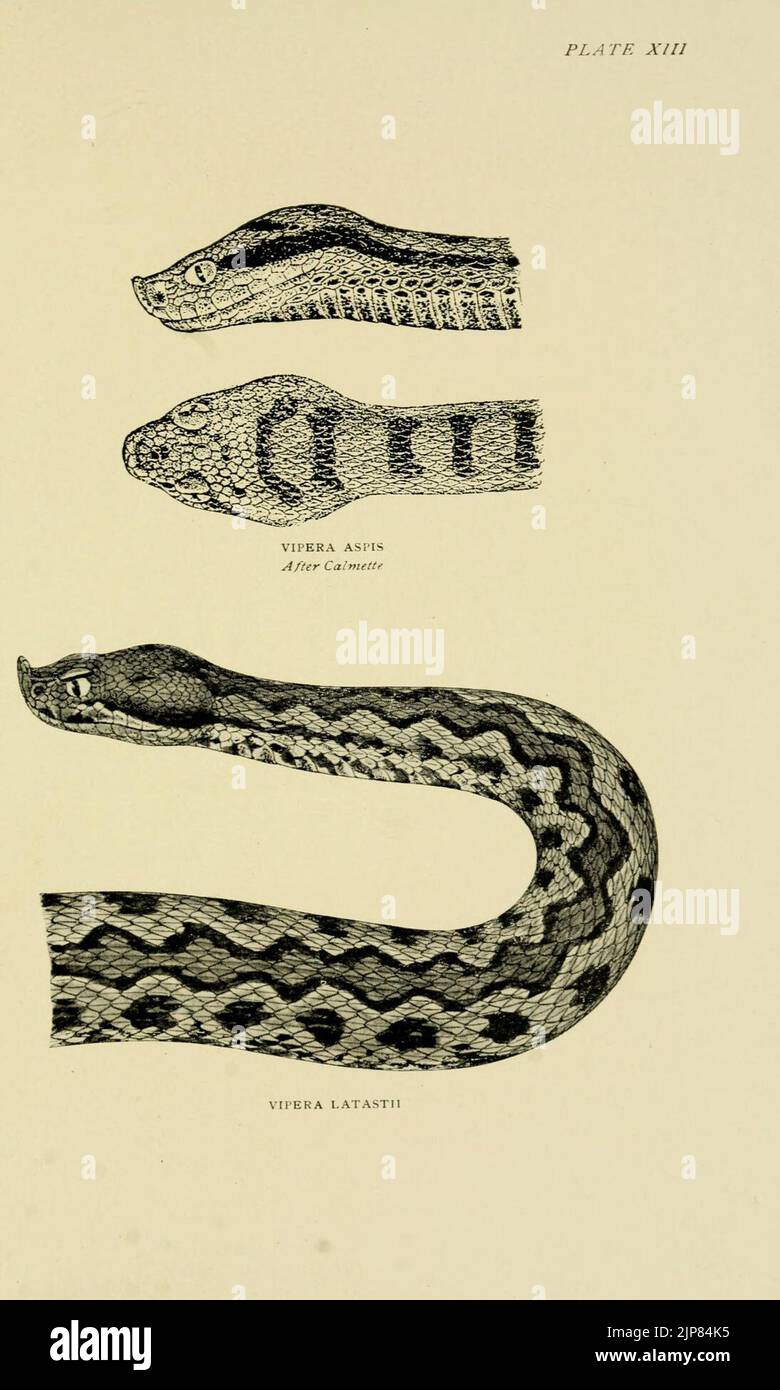 The snakes of Europe Stock Photo - Alamy