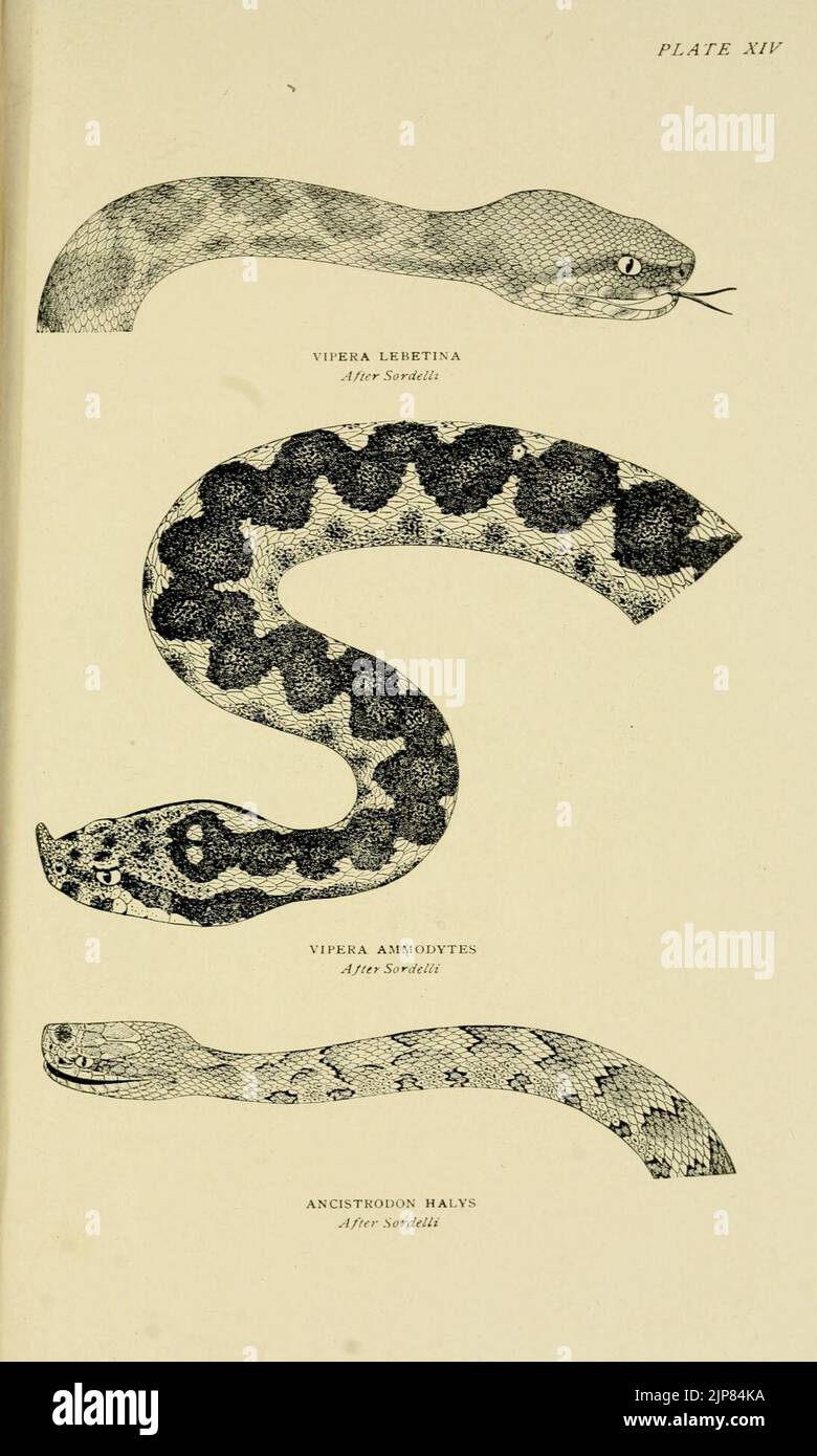 The snakes of Europe Stock Photo - Alamy