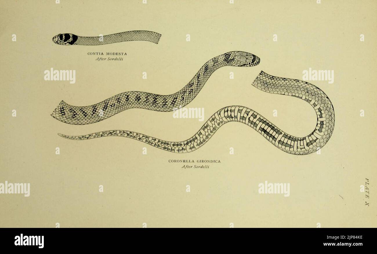 The snakes of Europe Stock Photo - Alamy