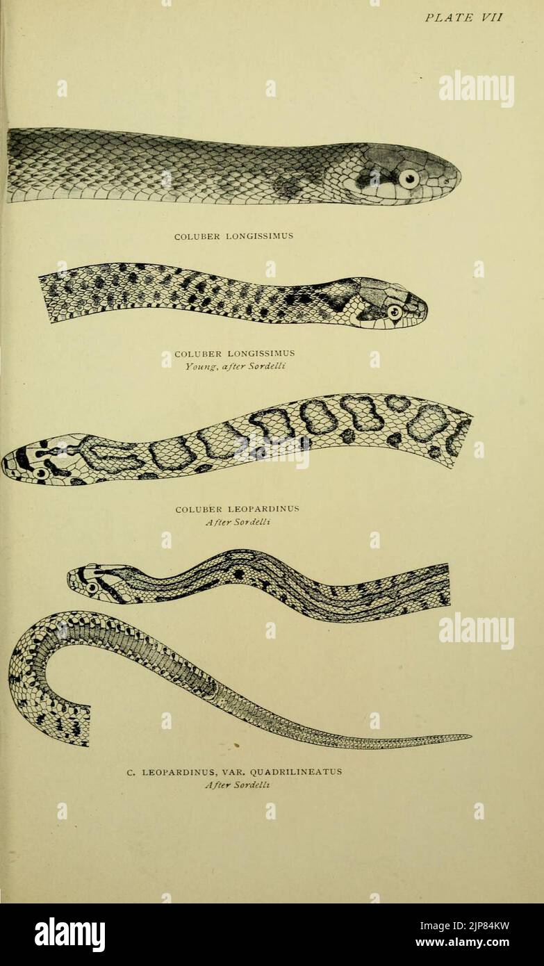 The snakes of Europe Stock Photo - Alamy