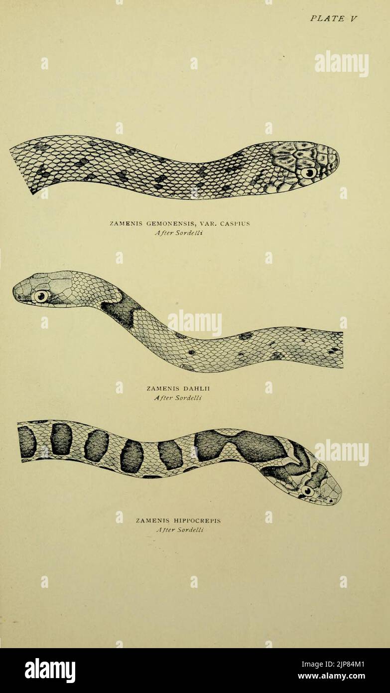 The snakes of Europe Stock Photo - Alamy