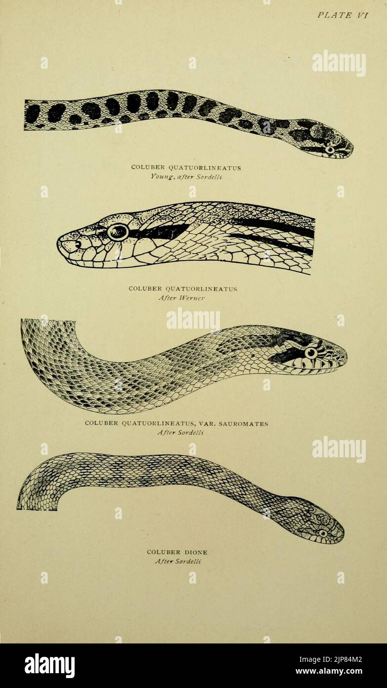 The snakes of Europe Stock Photo - Alamy